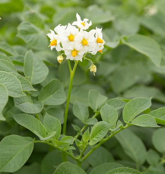 Salinero: | STET Holland